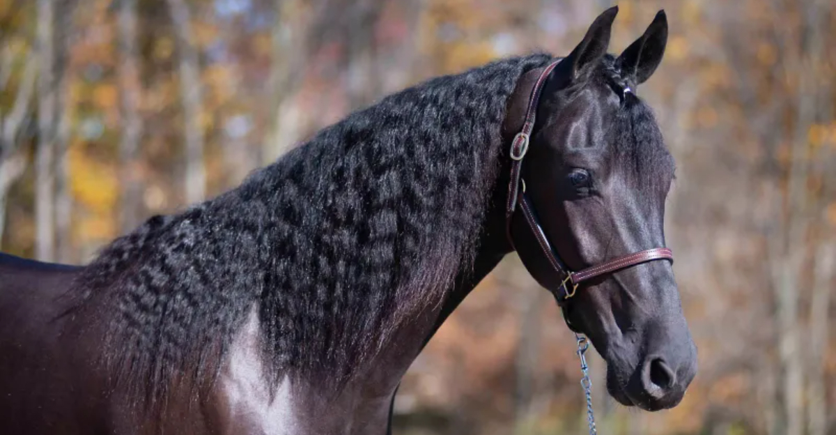 22 Horses That Have The Most Unique Personalities In The Equine World ...