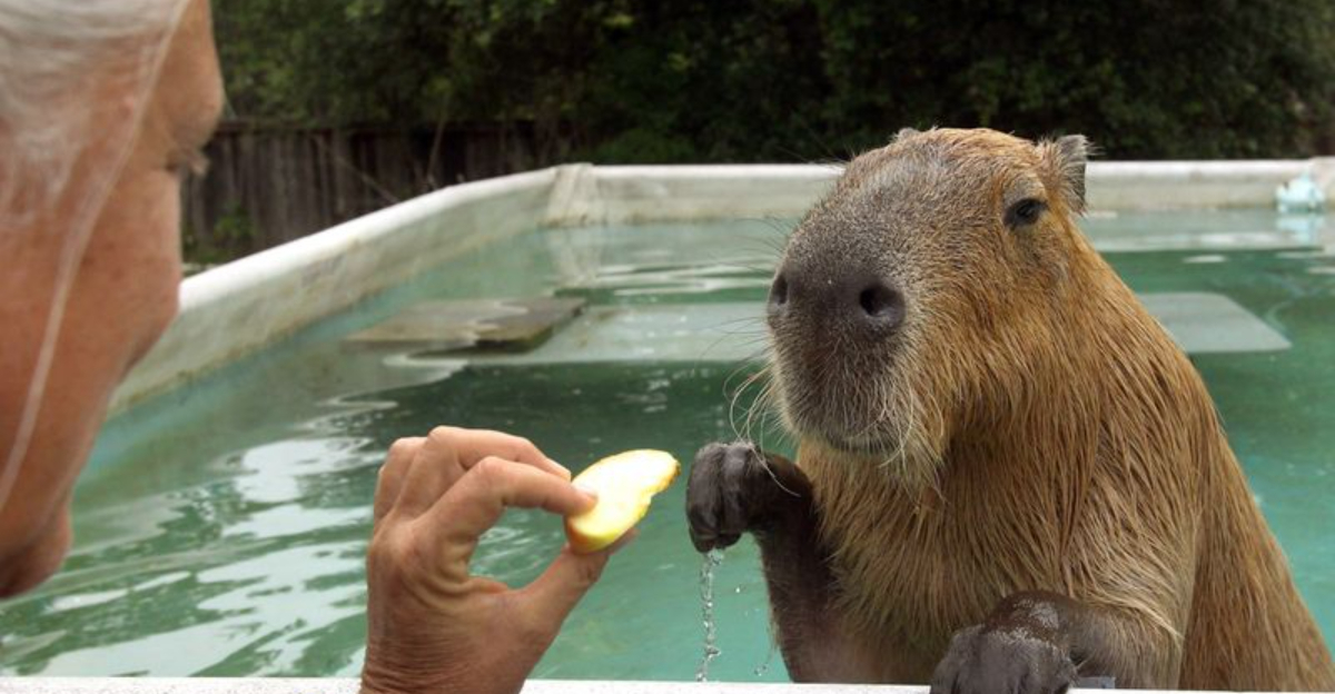 22 Wild Animals You Can Actually Keep as Pets in the U.S. - Exploring ...