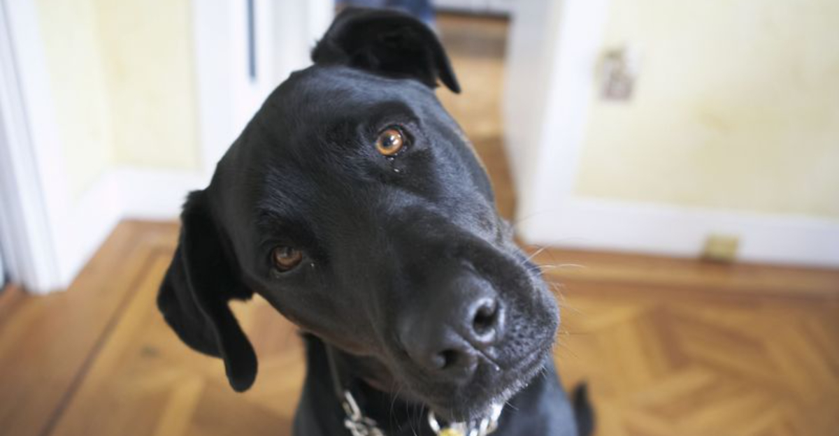 23 Common Dog Behaviors Explained So You Finally Know What They Want ...