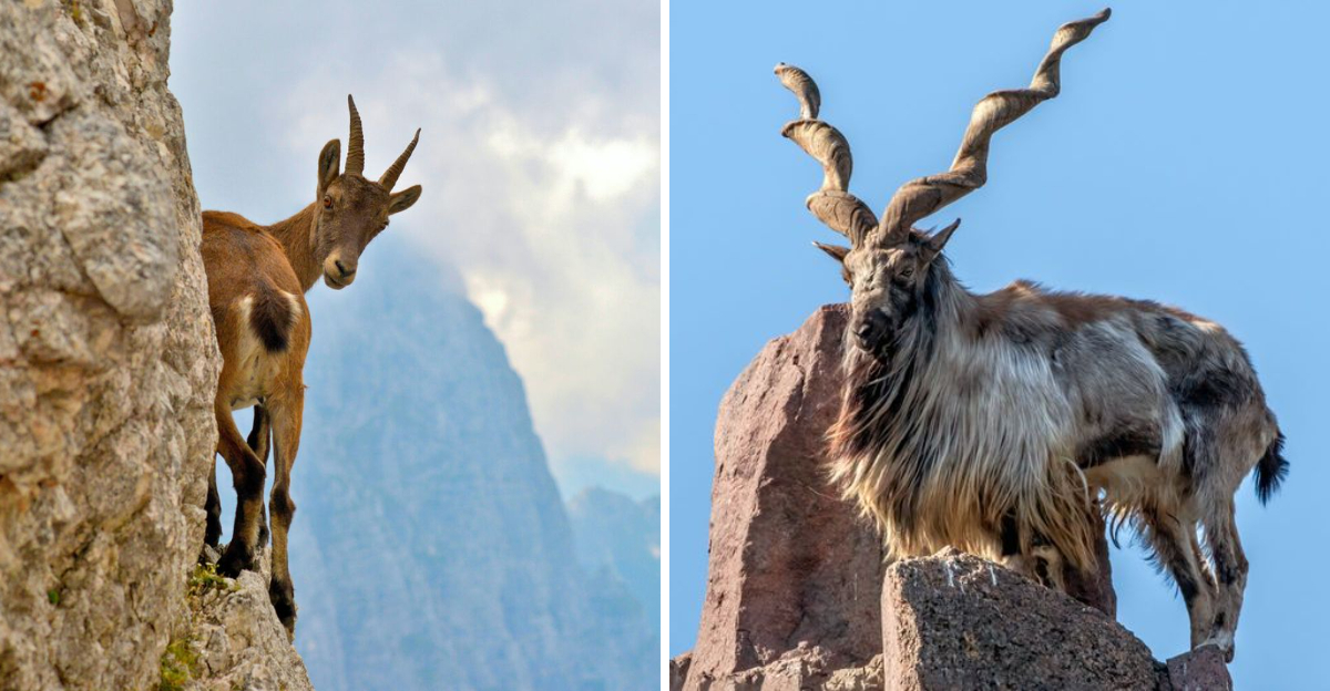 23 Resilient Animals That are Built for Life on the World’s Tallest ...