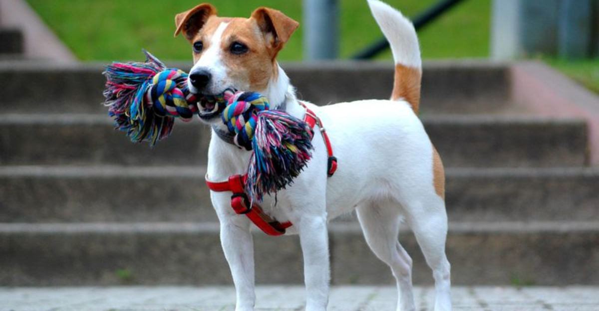 22 Worst Dog Breeds for Busy People - Exploring Animals