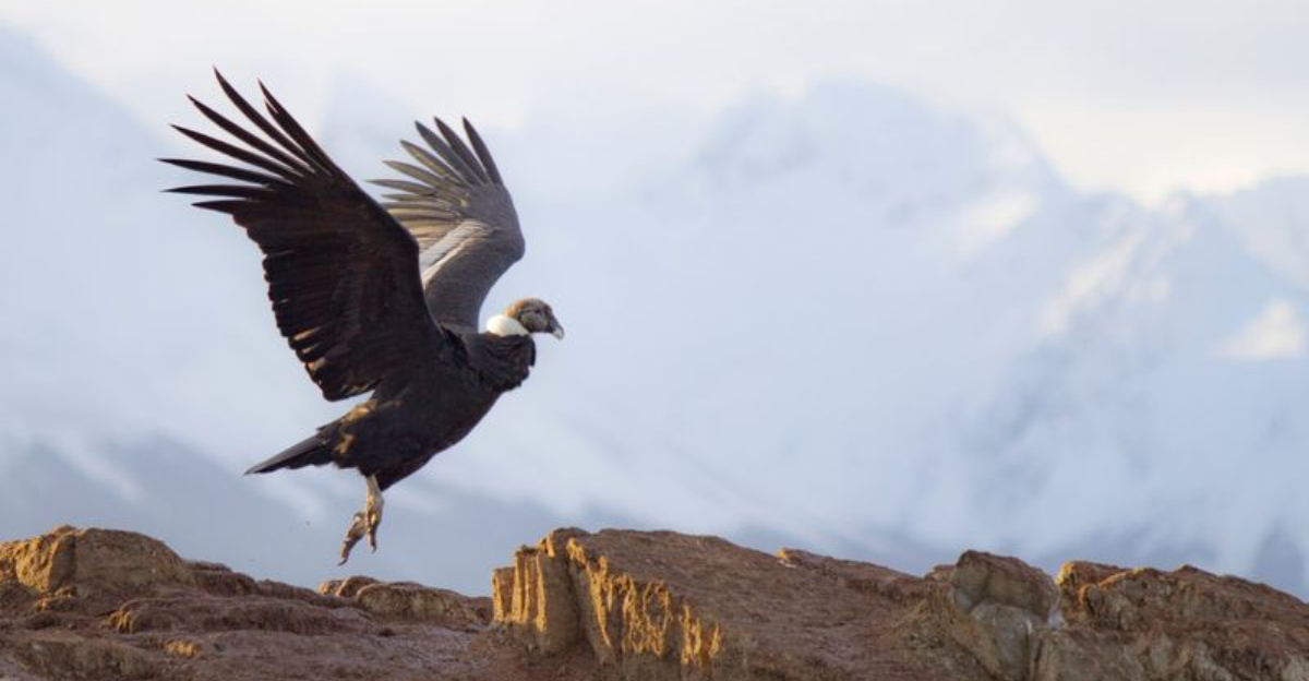 24 of the World’s Largest Birds and Their Astonishing Wingspans - Exploring Animals