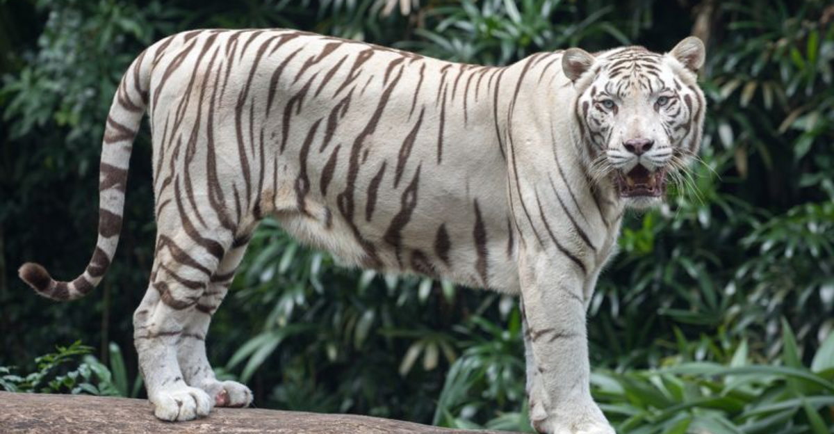 25 Extinct Tigers and Legendary Big Cats You Won’t Believe Existed ...