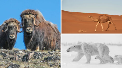 25 Incredible Animals That Can Survive (Almost) Anything - Exploring ...