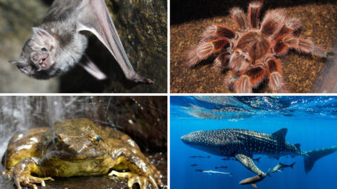 24 Intimidating Animals That Are Completely Harmless - Exploring Animals