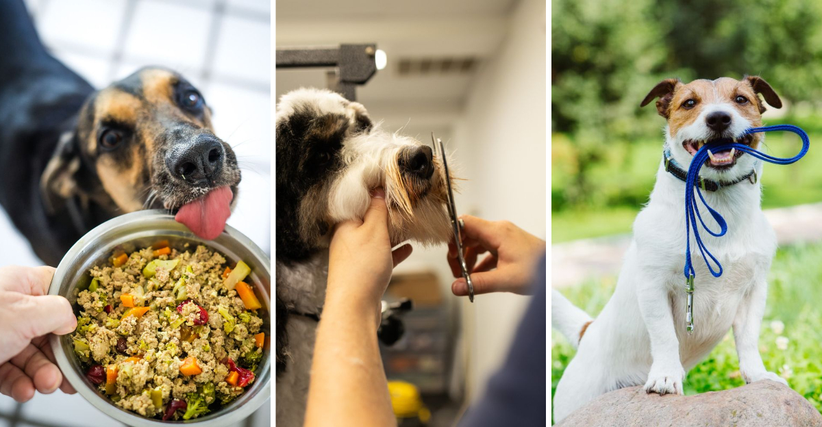 25 Simple Daily Habits That Will Boost Your Dog’s Health and Happiness ...