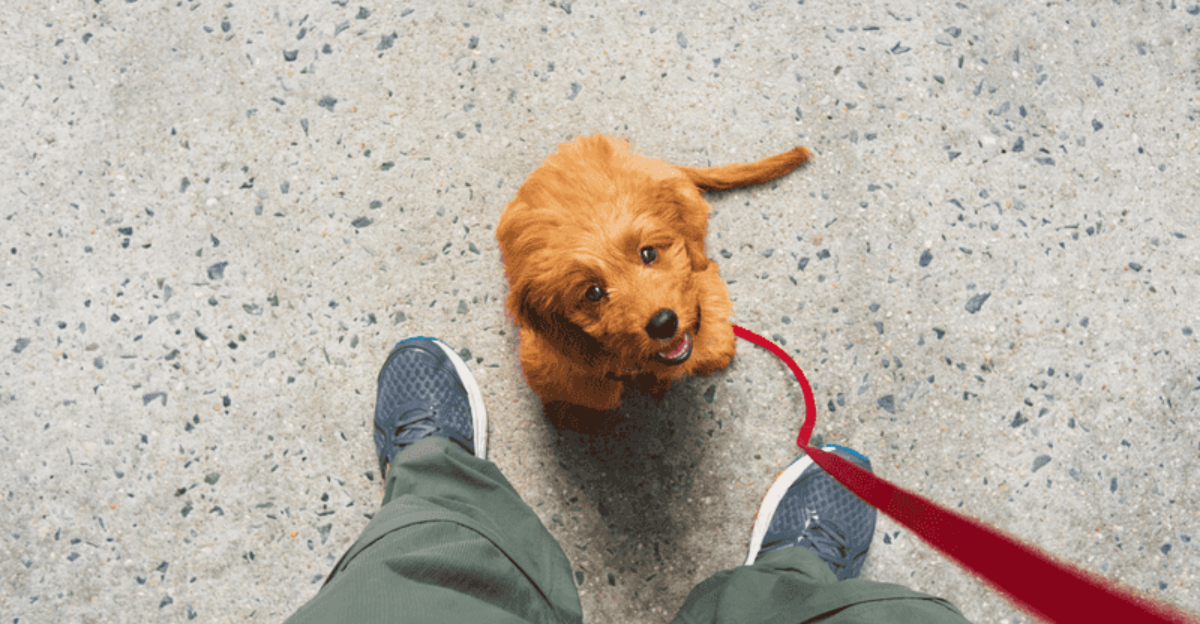 25 Tips for Raising a Puppy Successfully - Exploring Animals
