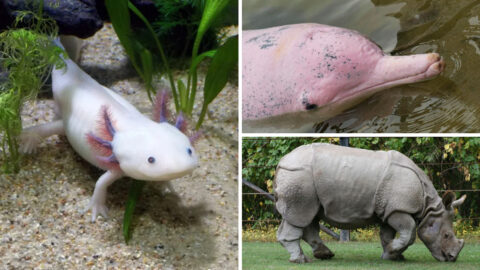 25 Wild Animals So Rare You’ll Likely Never See Them - Exploring Animals