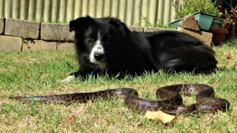27 Dangerous Wild Animals That Pose a Threat to Dogs - Exploring Animals