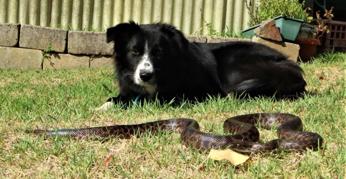 27 Dangerous Wild Animals That Pose a Threat to Dogs - Exploring Animals