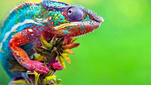 29 Mind-Blowing Facts About Animals - Exploring Animals