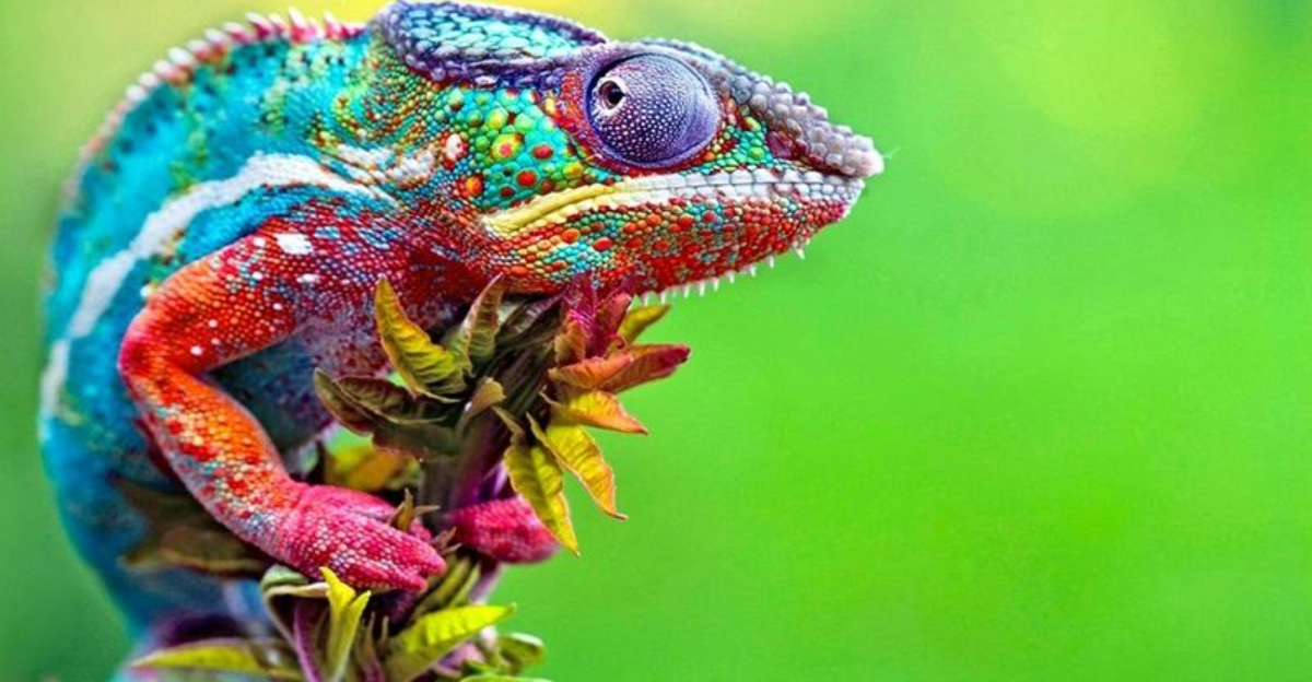 29 Mind-Blowing Facts About Animals - Exploring Animals