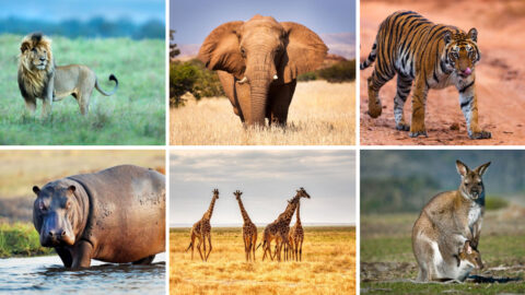 30 Most Popular Wild Animals That Ever Lived - Exploring Animals