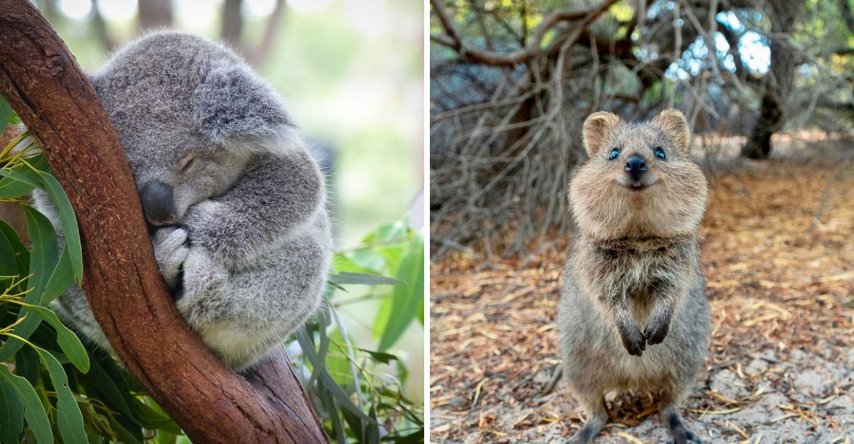 32 of the Most Huggable, Loveable, and Downright Adorable Animals in ...