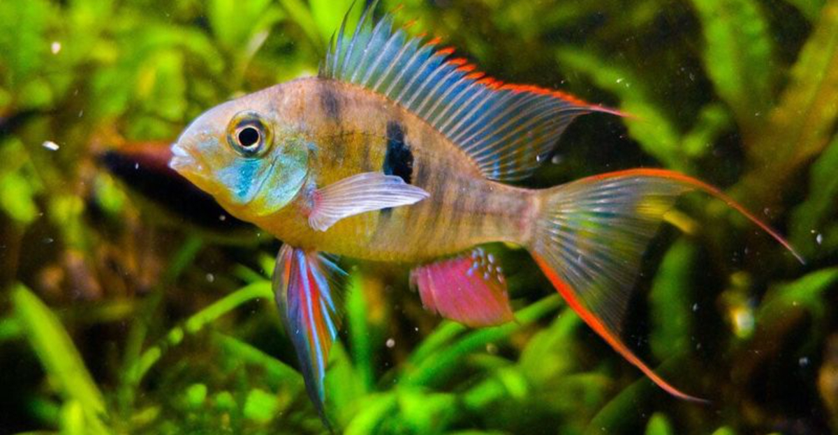 Add Color to Your Aquarium With These 16 Brilliant Freshwater Fish ...