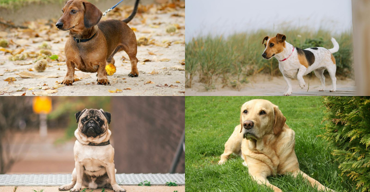 22 Affectionate Dogs That Are Perfect for Cuddly Companionship ...