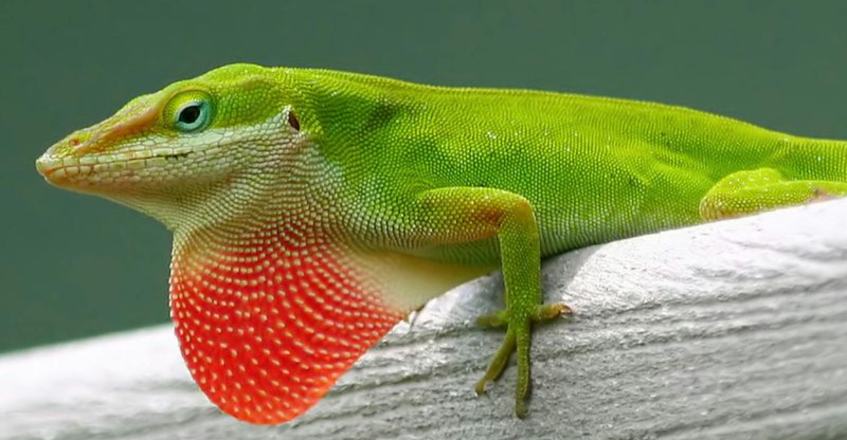 26 Amazing Animals That Thrive in North Carolina’s Diverse Landscapes ...