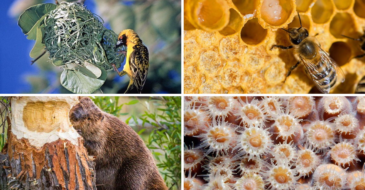 Animal Architects: 17 Species That Build Better Than Humans - Exploring ...