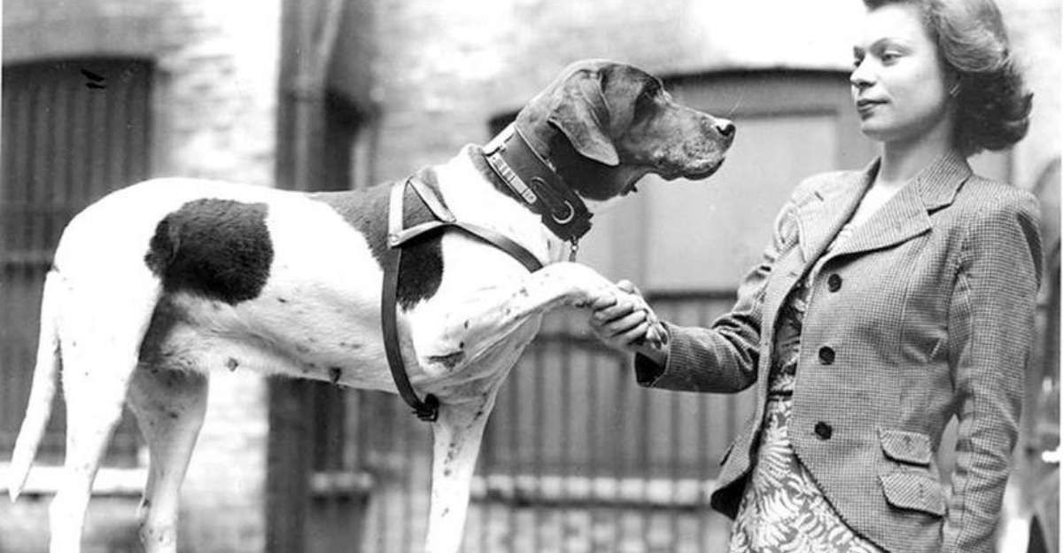 25 Animal Heroes That Actually Existed (War Pigeons to Rescue Dogs ...