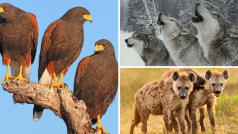 26 Animals That Hunt in Packs (And Why Wolves Aren’t the Scariest ...