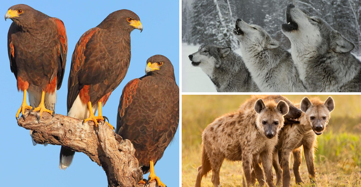 26 Animals That Hunt in Packs (And Why Wolves Aren’t the Scariest ...