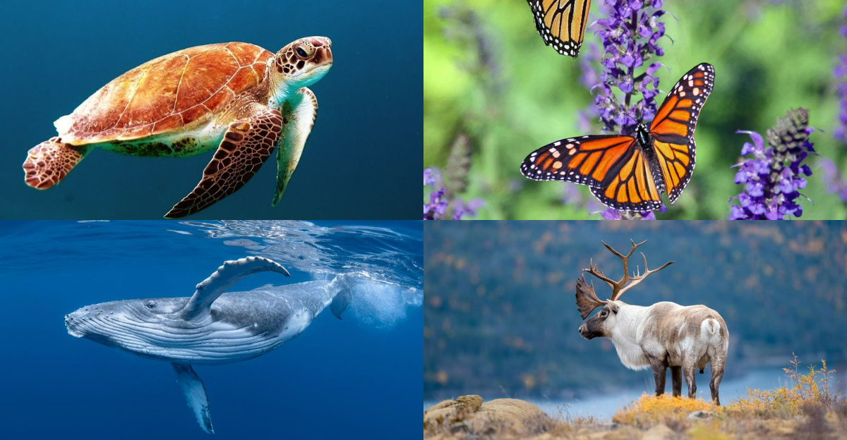 23 Animals That Migrate Thousands of Miles Without a Map - Exploring ...