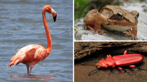 20 Animals Thriving in the Most Toxic Environments (Acid Lakes, Nuclear ...