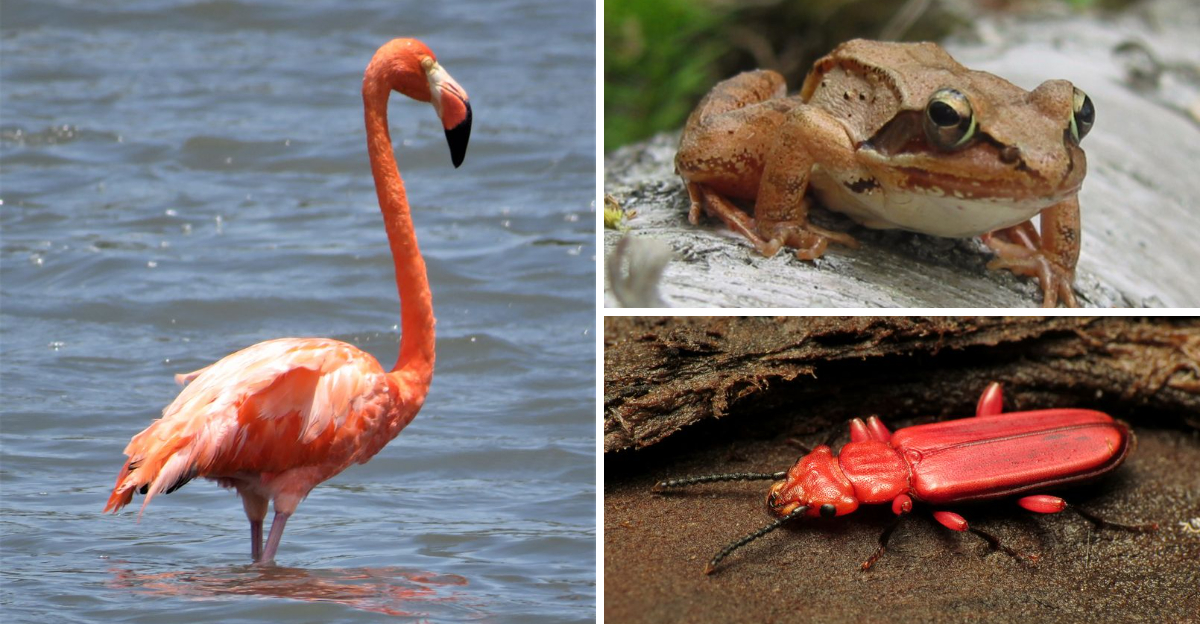 20 Animals Thriving in the Most Toxic Environments (Acid Lakes, Nuclear ...