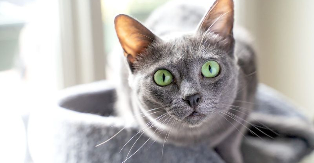 19 Beautiful Blue-Toned Cats That Look Like Living Art - Exploring Animals