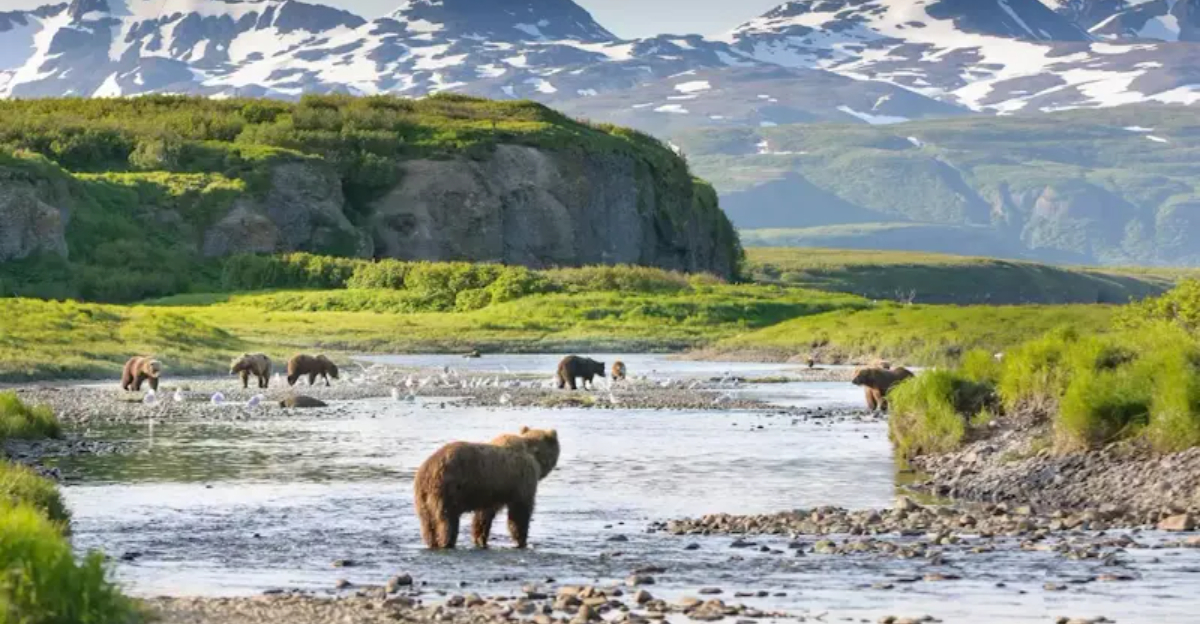 30 Best Places Across North America to Watch Bears in Their Natural ...