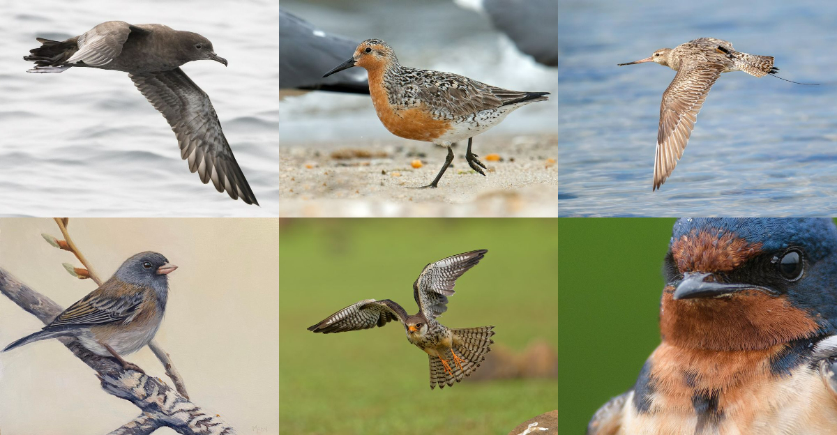 18 Birds That Migrate The Longest - Exploring Animals