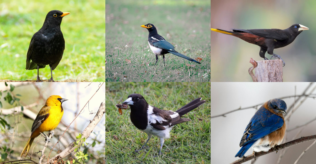 20 Black Birds With Yellow Beaks: How to Properly Identify Each Kind ...