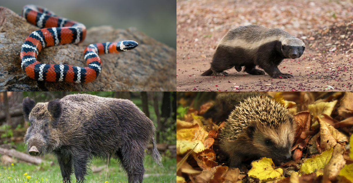 21 Brave Animals That Take on Rattlesnakes and What We Can Learn From ...