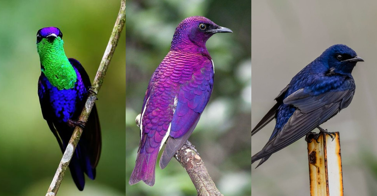 Meet 16 Breathtaking Purple Birds and Their Incredible Stories ...