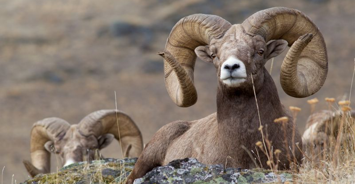 26 Breathtaking Wildlife Species Thriving in U.S. National Parks ...