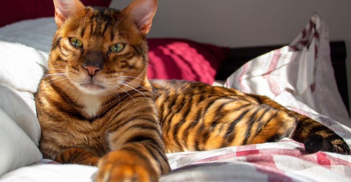 21 Cats That Are So Wild, They Could Pass as Mini Tigers - Exploring ...