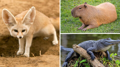 The 23 Deadliest Pets You Can Legally Own In The U.S. - Exploring Animals