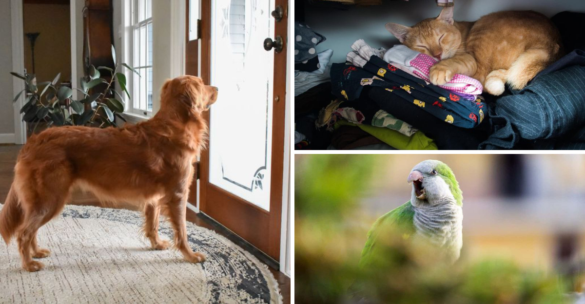 Do Animals Miss Us? 15 Signs Your Pet Mourns Your Absence (It’s Not ...