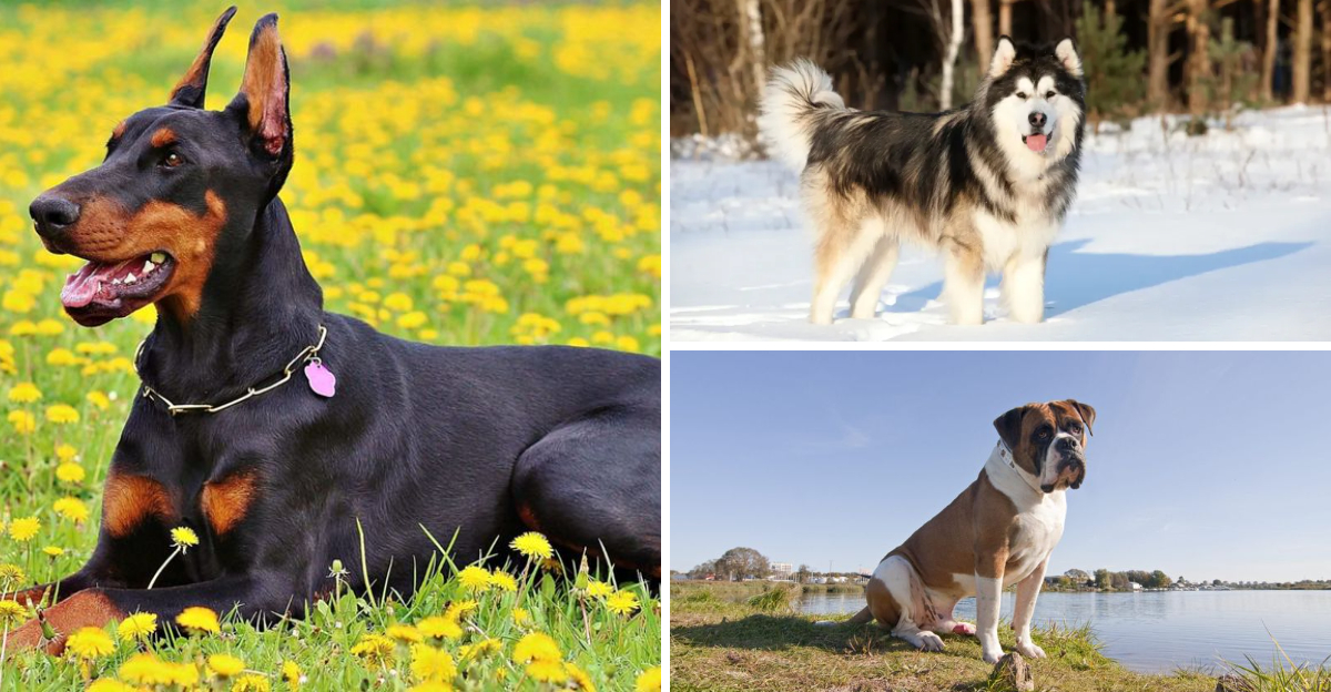 23 Dog Breeds Most Frequently Banned Across The United States