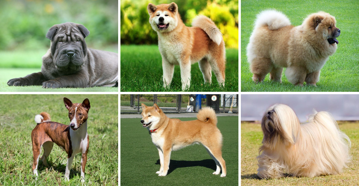 25 Dog Breeds That Aren't the Best at Making Friends with Other Dogs ...