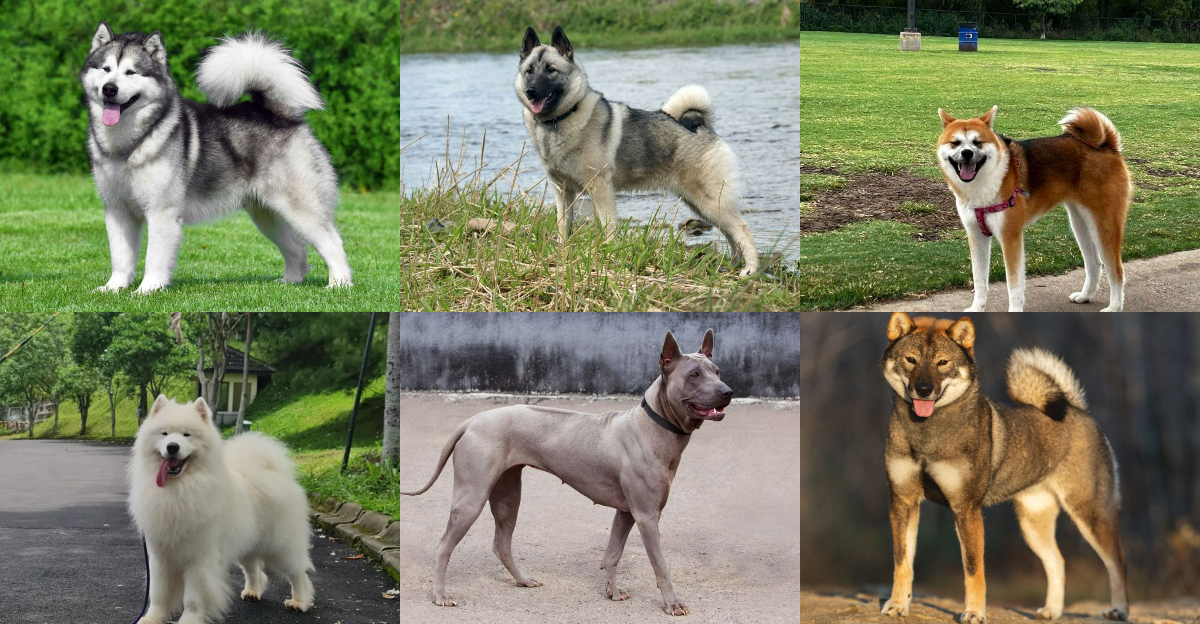 21 Dog Breeds That Descended from Wild Wolves - Exploring Animals