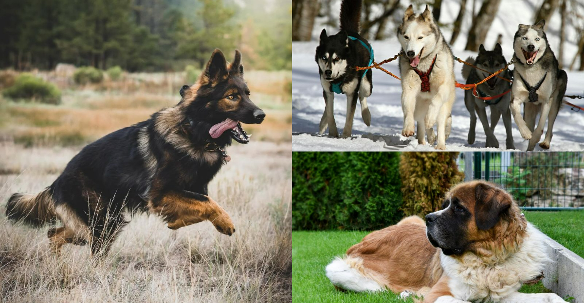 20 Dog Breeds That Should Not Be Kept Indoors - Exploring Animals