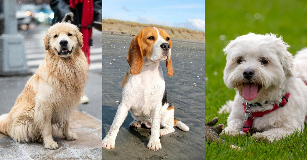 19 Dog Breeds That Will Make Friends With Your Friends - Exploring Animals