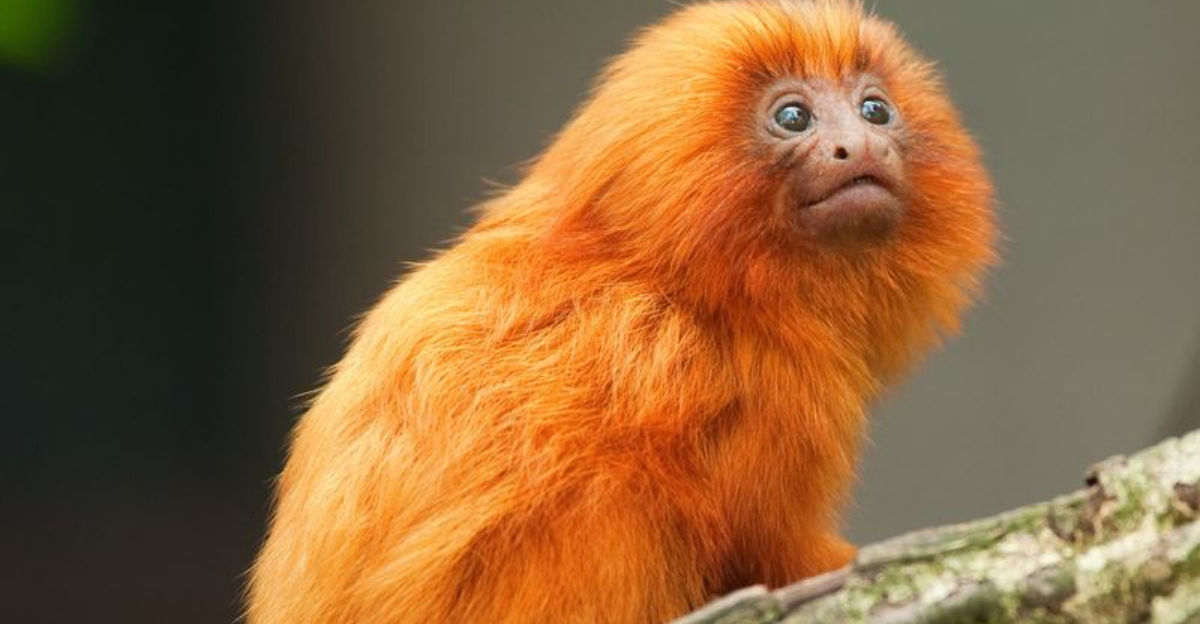 21 Extinct Animals That Defied the Odds and Made a Comeback - Exploring ...