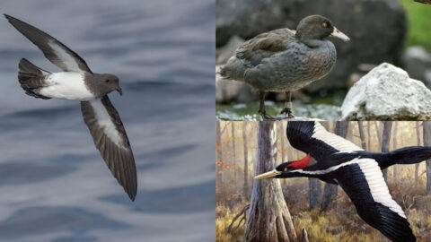 30 Extinct Birds That Once Dominated the Skies and Why They Disappeared ...