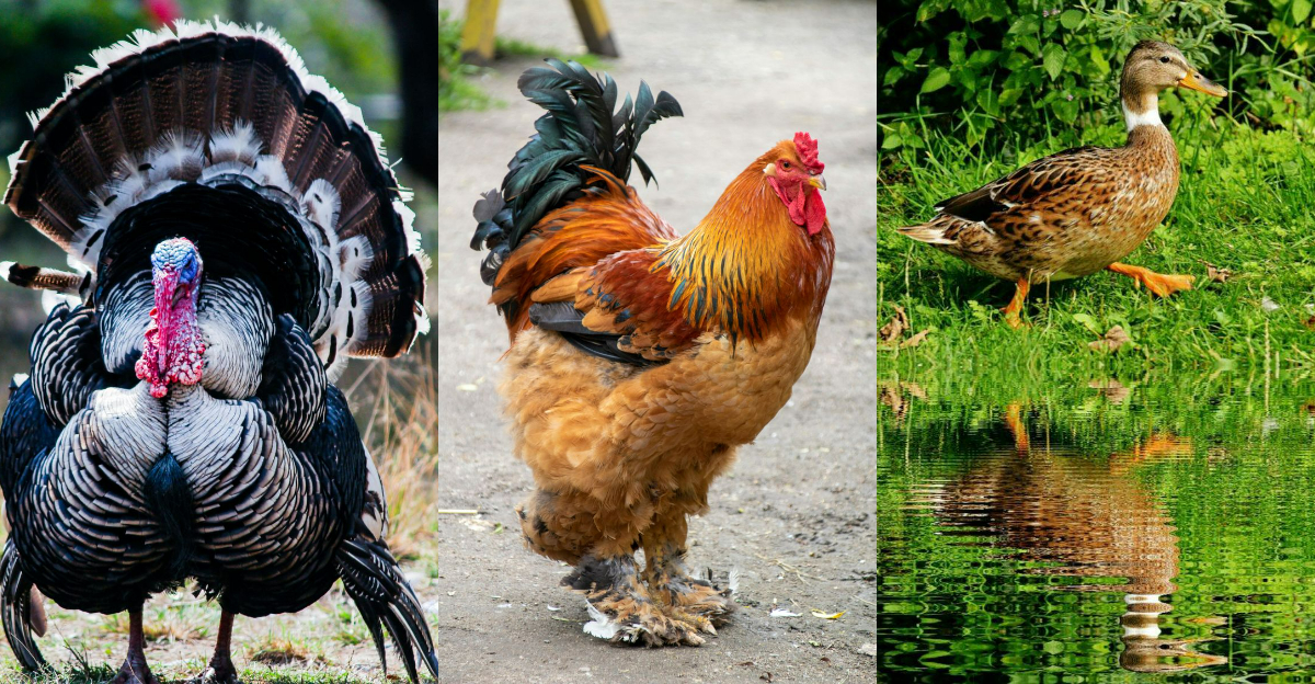 15 Types of Farm Birds to Keep Aplenty - Exploring Animals