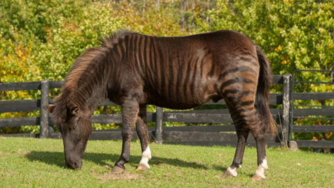 24 Fascinating Animal Crossbreeds You Had No Idea Existed - Exploring ...