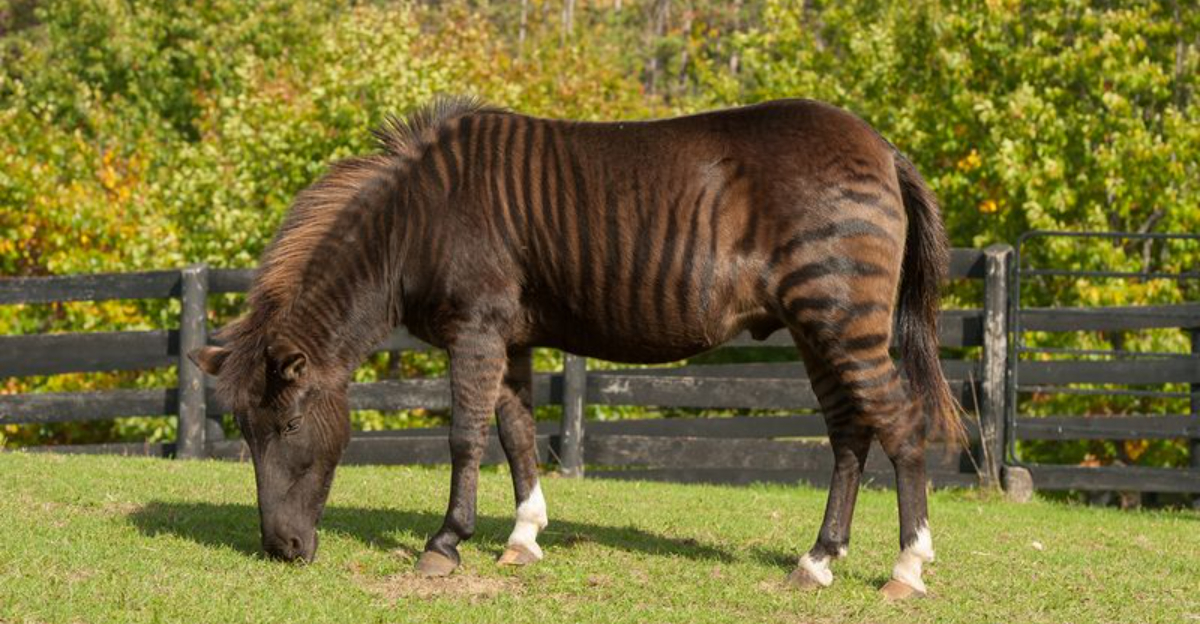 24 Fascinating Animal Crossbreeds You Had No Idea Existed - Exploring ...