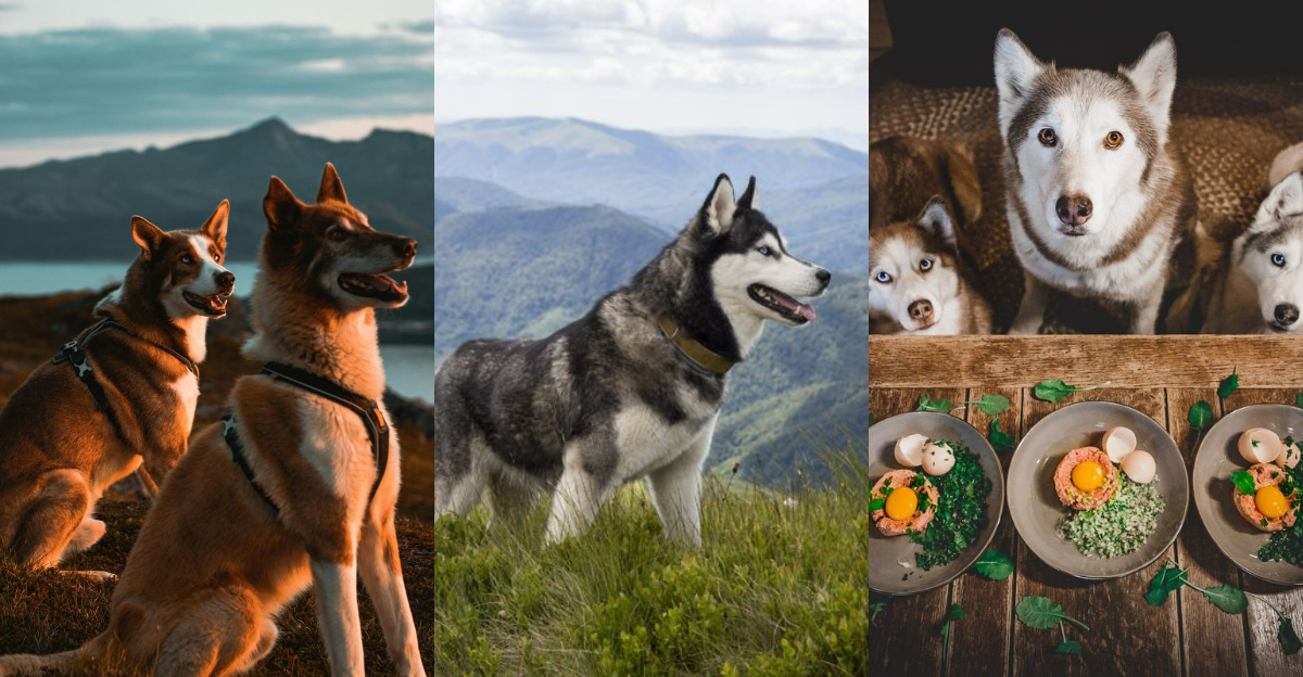 12 Fascinating Facts About Alaskan Huskies and How to Care for Them - Exploring Animals