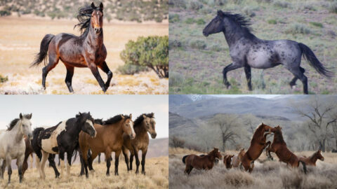 16 Fascinating Facts About the American Mustang You Didn't Know ...